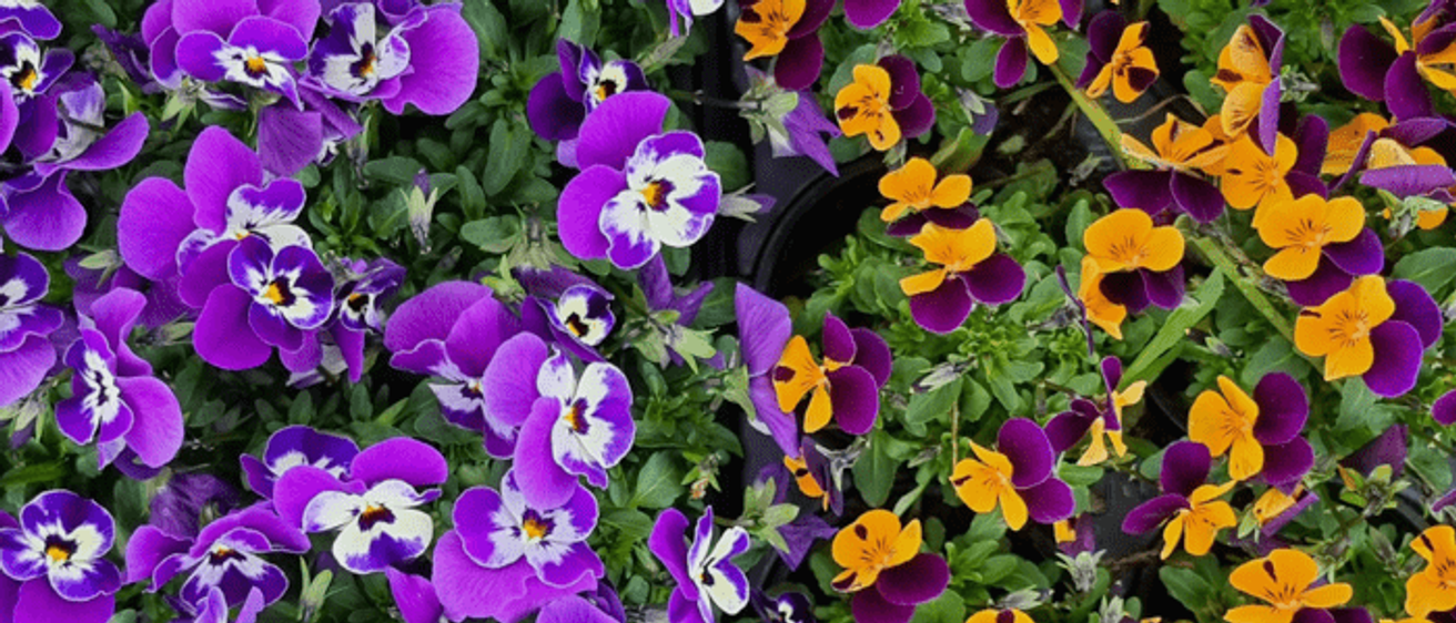 Blumen & Gärtnerei Lienhart | CITIES