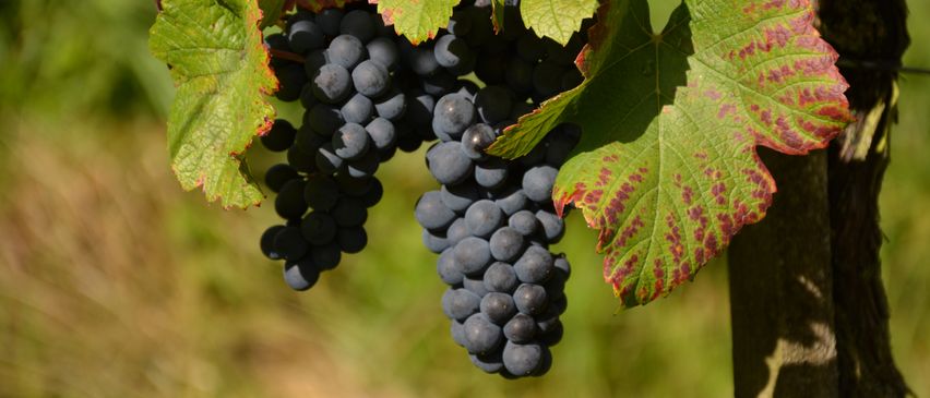 Rebenschnittkurs mit Michael Nachbaur | CITIES