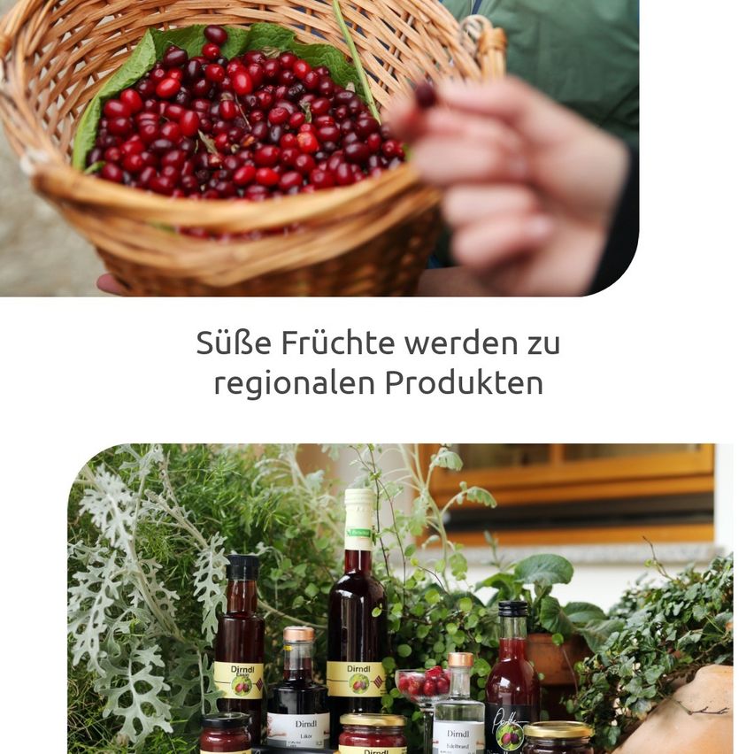 Duschlbauer Reisen | CITIES
